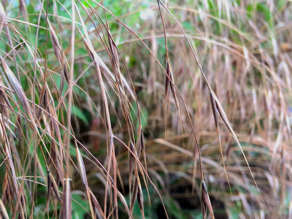 Qigong and Hay Fever | getting the best Benefits from ...22